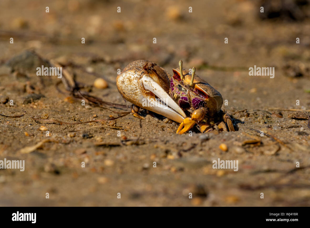 Male Fiddler Crab - Uca tangeri Stock Photo - Alamy