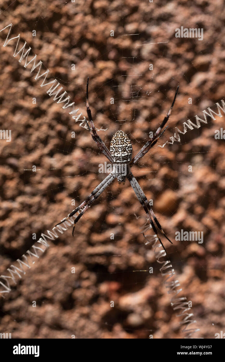 Close up spider with long legs spread over spider web Stock Photo - Alamy