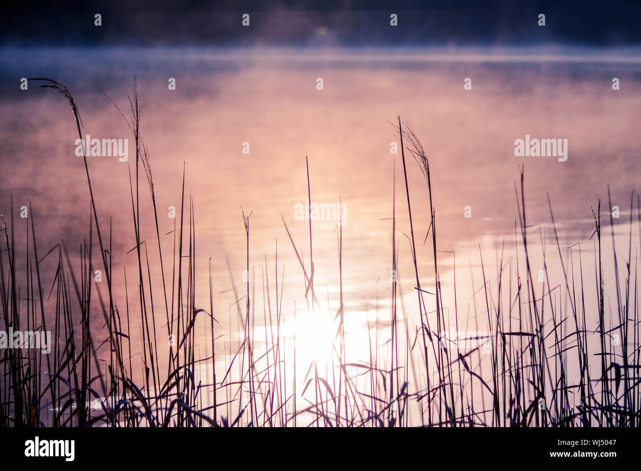 Reeds and river hi-res stock photography and images - Alamy