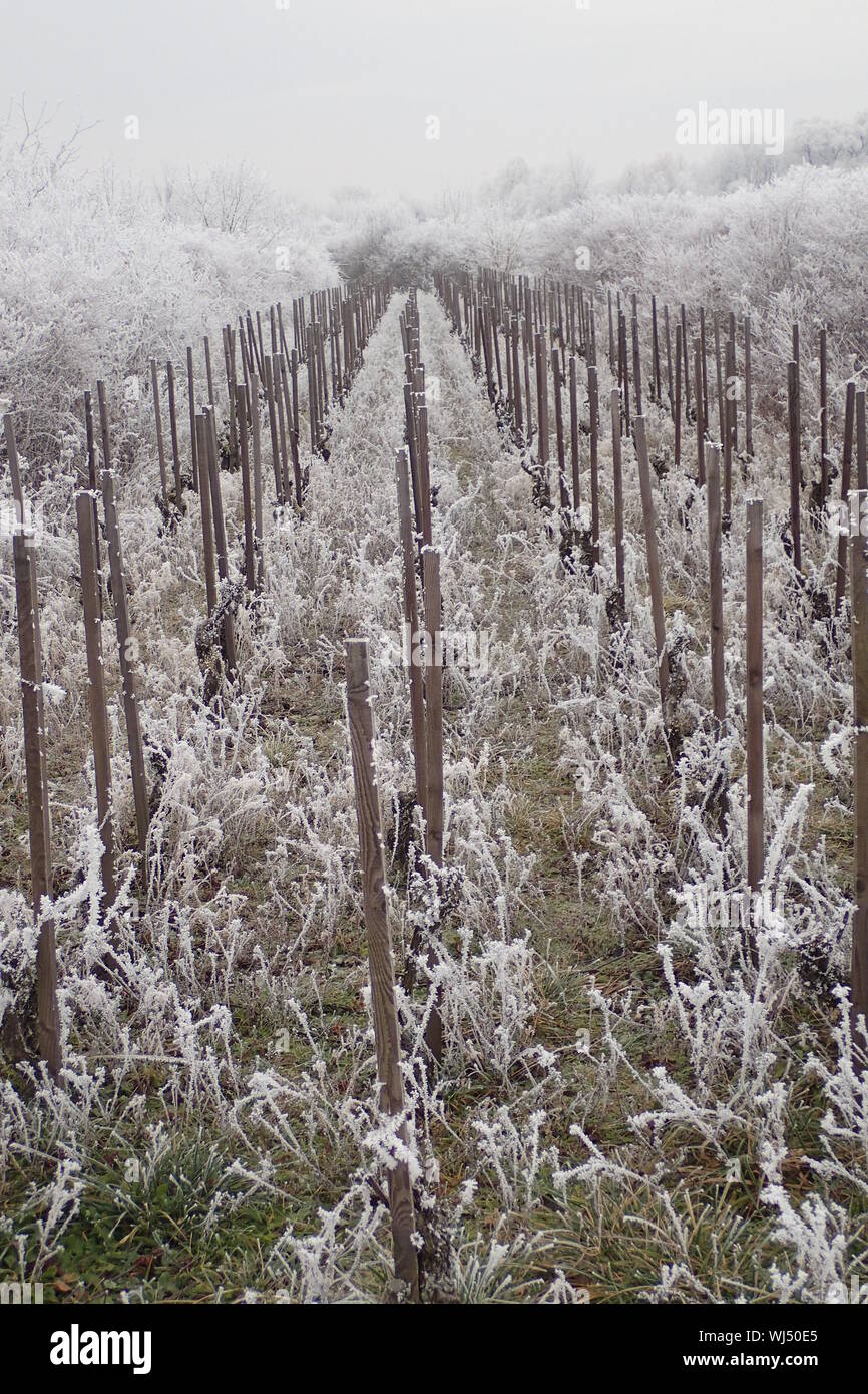 Vineyard winter hi-res stock photography and images - Alamy
