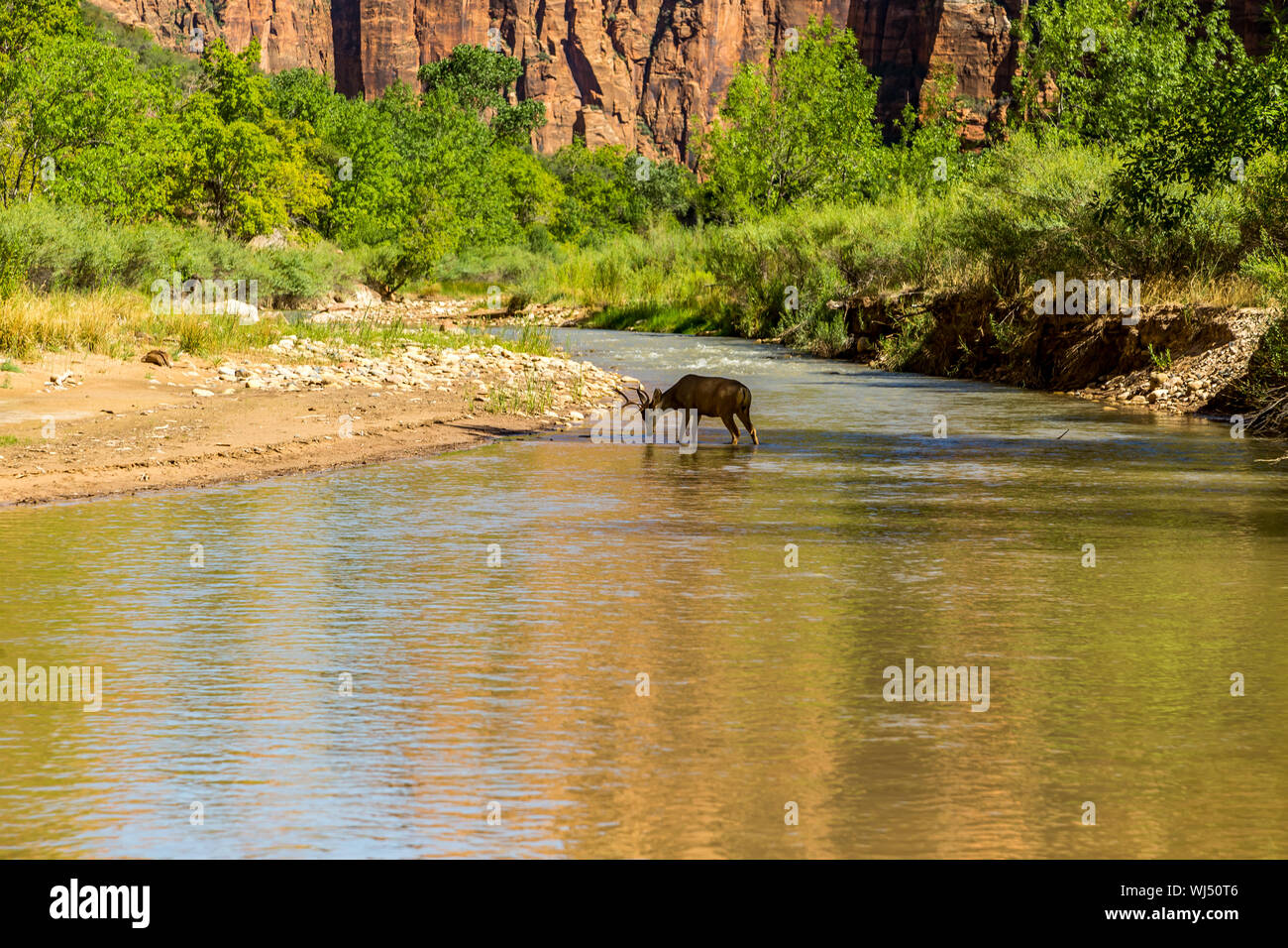 Deer Drinking River High Resolution Stock Photography and Images - Alamy