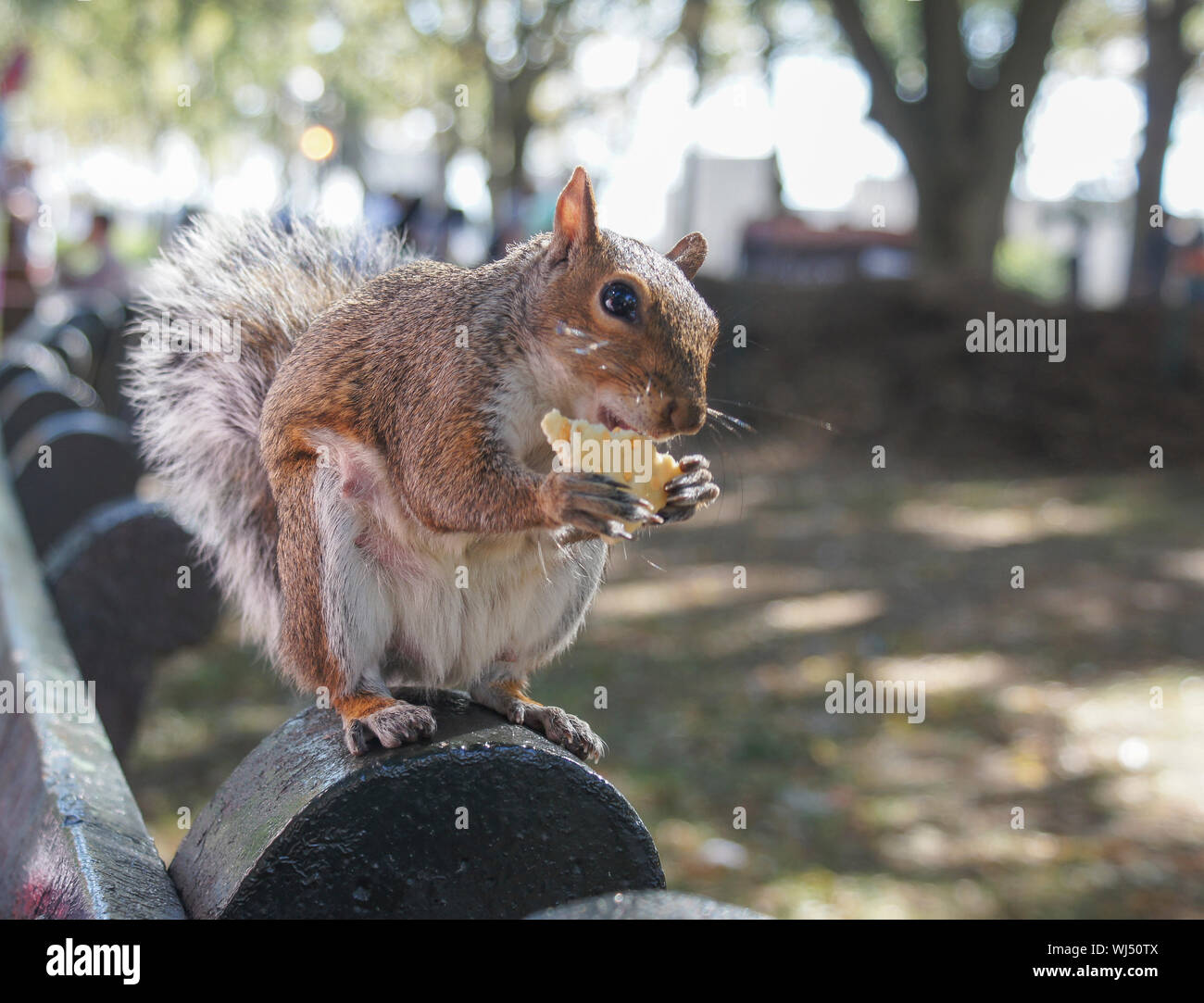Squirrel Eating Biscuit While Resting On Fence Stock Photo - Alamy