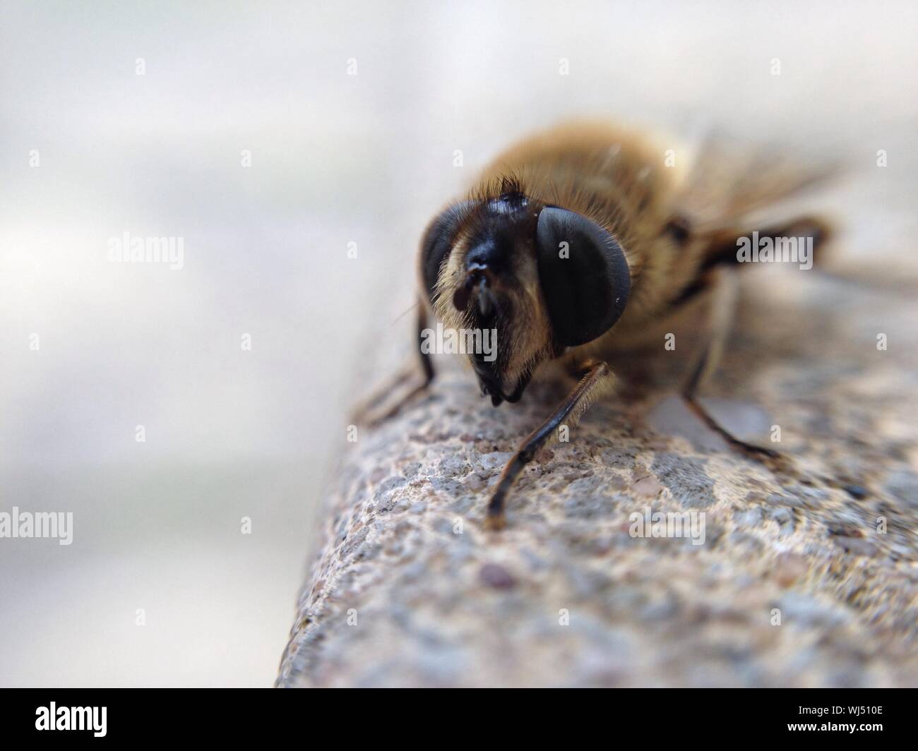 Wild bee wall hi-res stock photography and images - Alamy