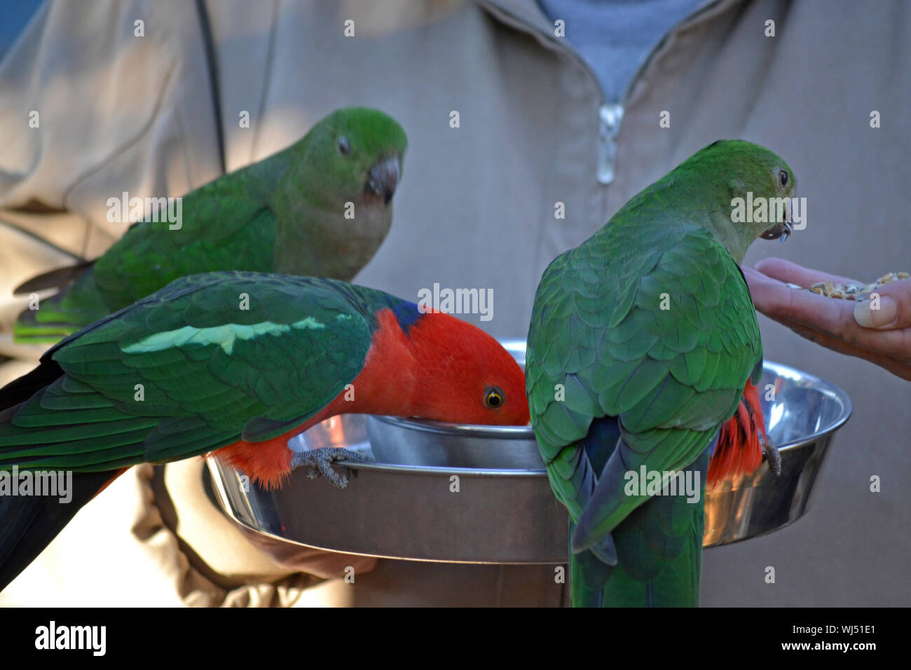 Real parrots hi-res stock photography and images - Alamy