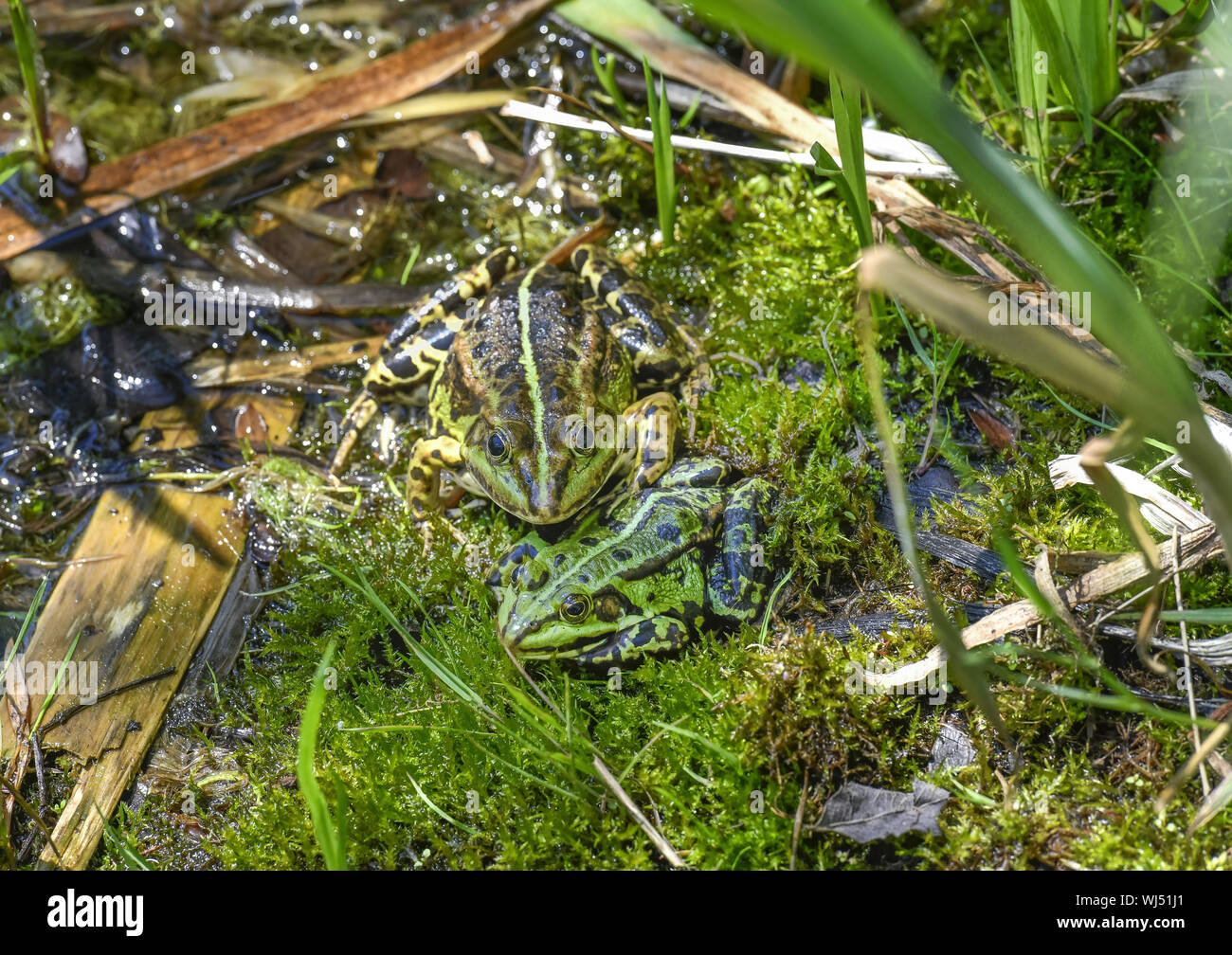Berlin, biotope, Germany, frogs, frog, frogs, waters, waters, green ...