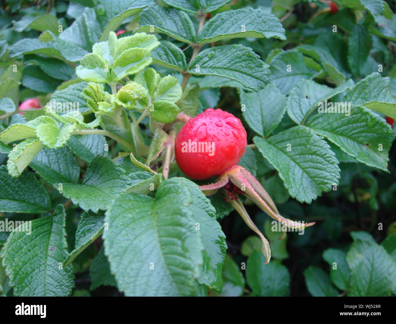 Rough leaf hi-res stock photography and images - Alamy