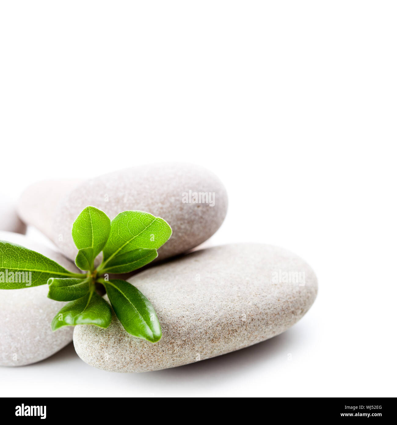 stones and green leaves closeup on white background Stock Photo - Alamy