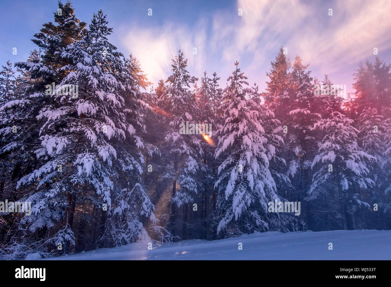 winter vacation background with pine trees covered by snow against pink ...