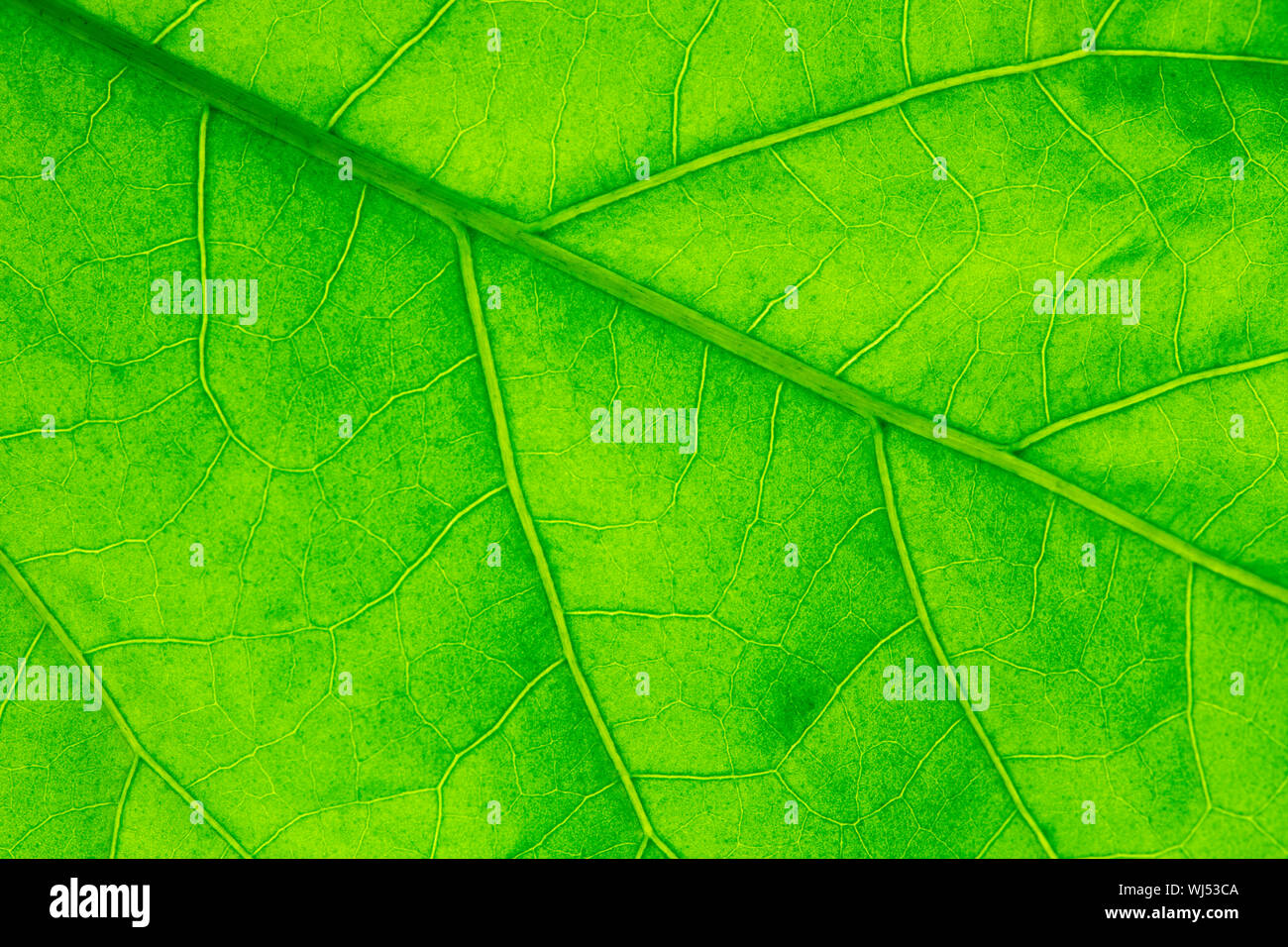 Fresh dreen leaf texture macro close-up Stock Photo - Alamy
