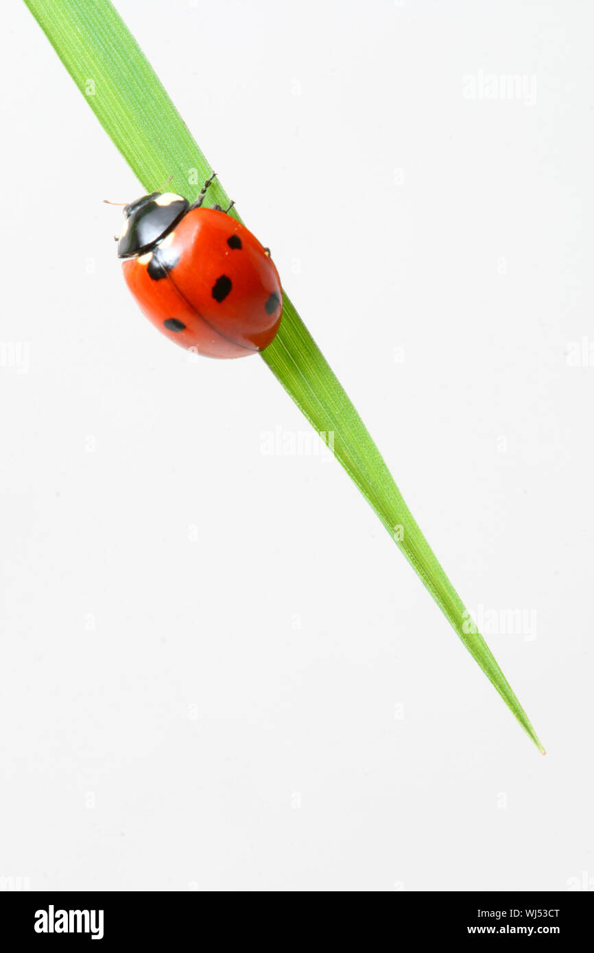 red ladybug on green grass isolated Stock Photo - Alamy