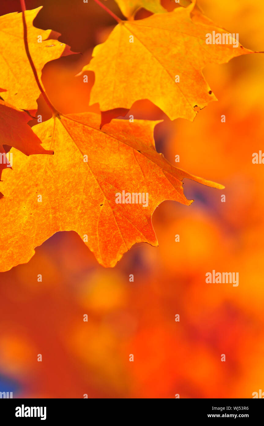 Red and orange fall maple tree leaves Stock Photo - Alamy