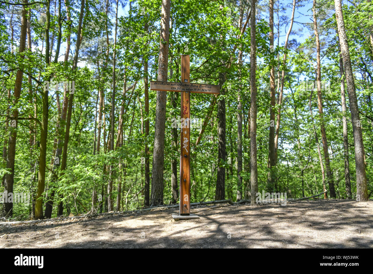 Trees, tree, trees, mountain, Berlin, biotope, Germany, elevation ...