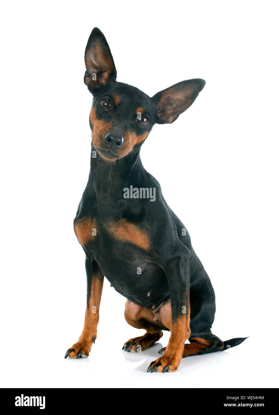 purebred miniature pinscher in front of white background Stock Photo ...
