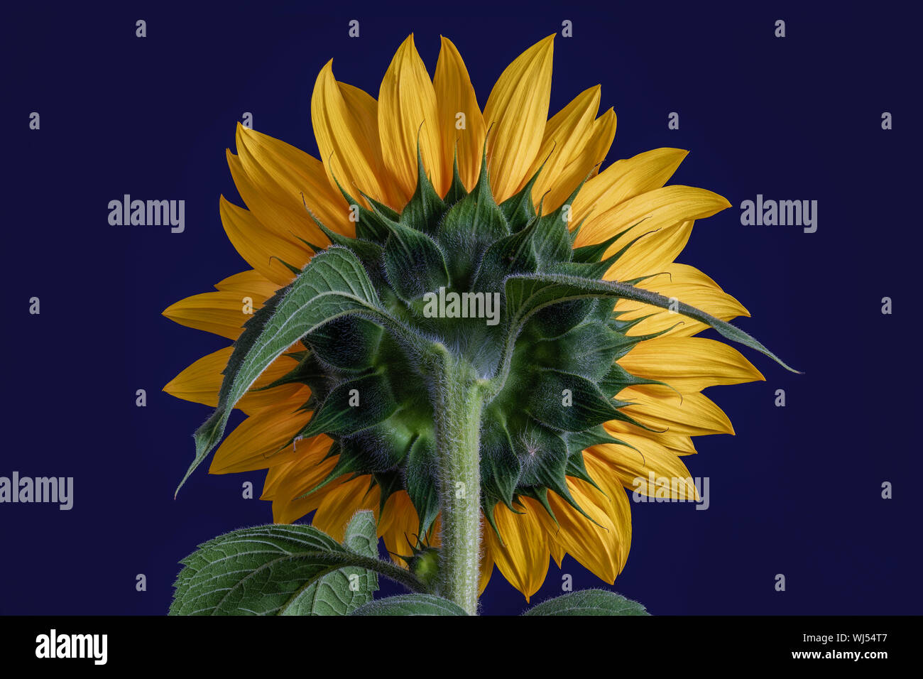 Back side sunflower hi-res stock photography and images - Alamy