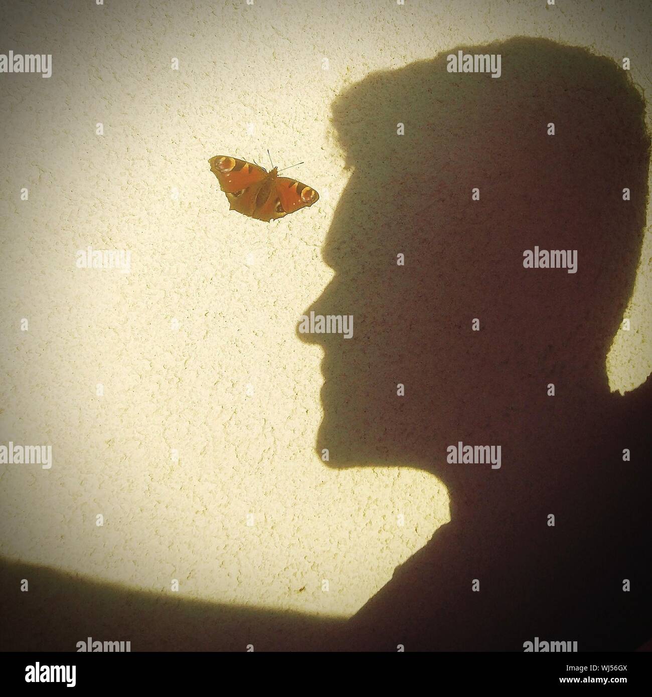 Shadow of butterfly hi-res stock photography and images - Alamy