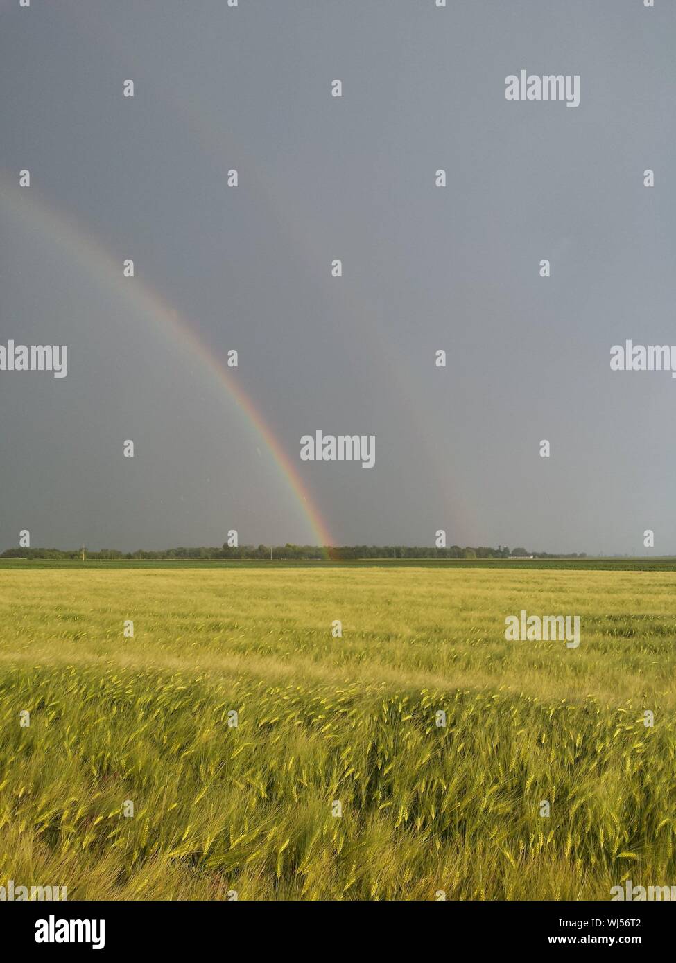 Double Rainbow Over Field In High Resolution Stock Photography and ...