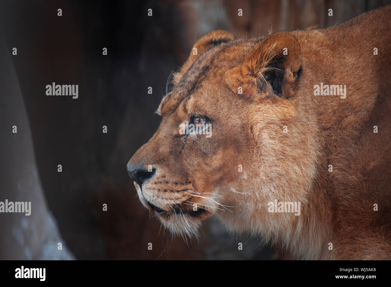 Closeup of a lion. Dangerous predator Stock Photo - Alamy