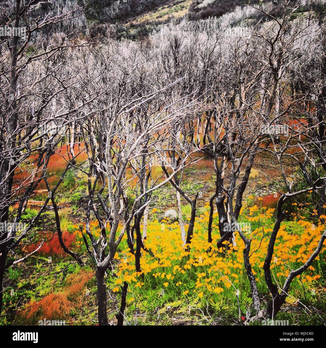 Trees and its branches hi-res stock photography and images - Alamy