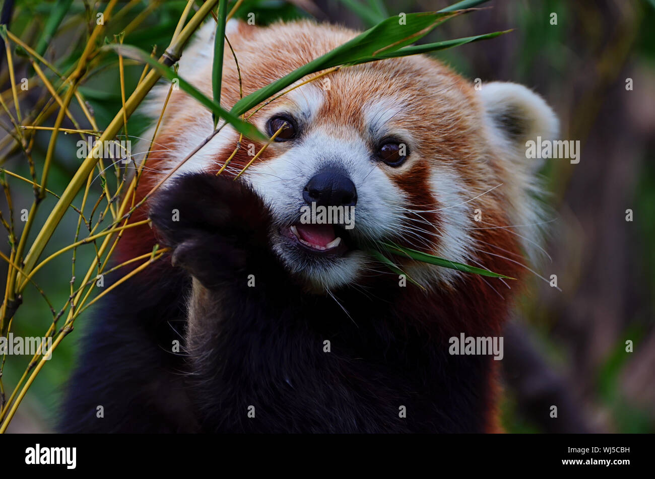 Red panda paw hi-res stock photography and images - Alamy