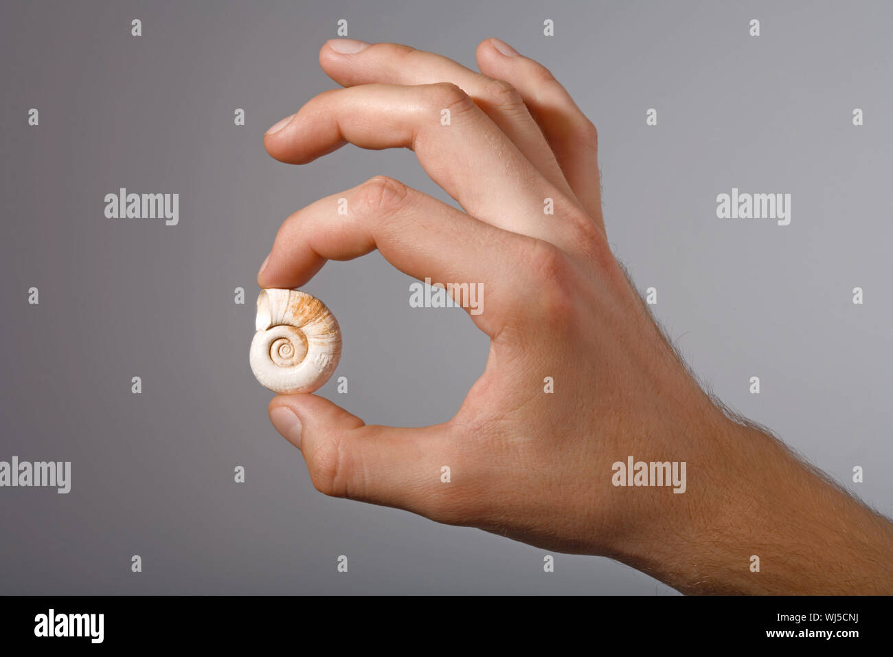 a white shell in man's hand Stock Photo - Alamy