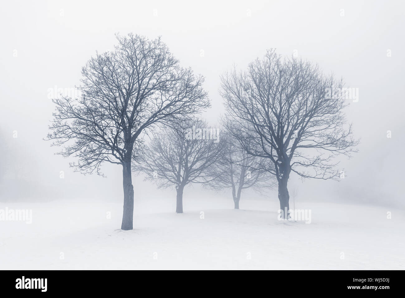 Winter scene of leafless trees in fog Stock Photo - Alamy