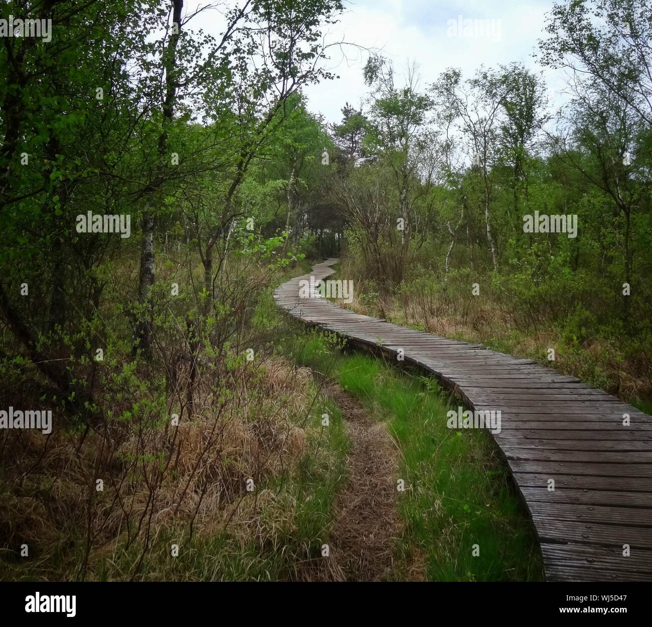 Dense pathway hi-res stock photography and images - Alamy