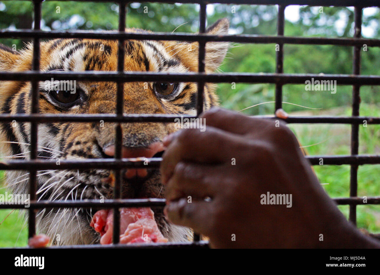 Cage of tiger hi-res stock photography and images - Alamy