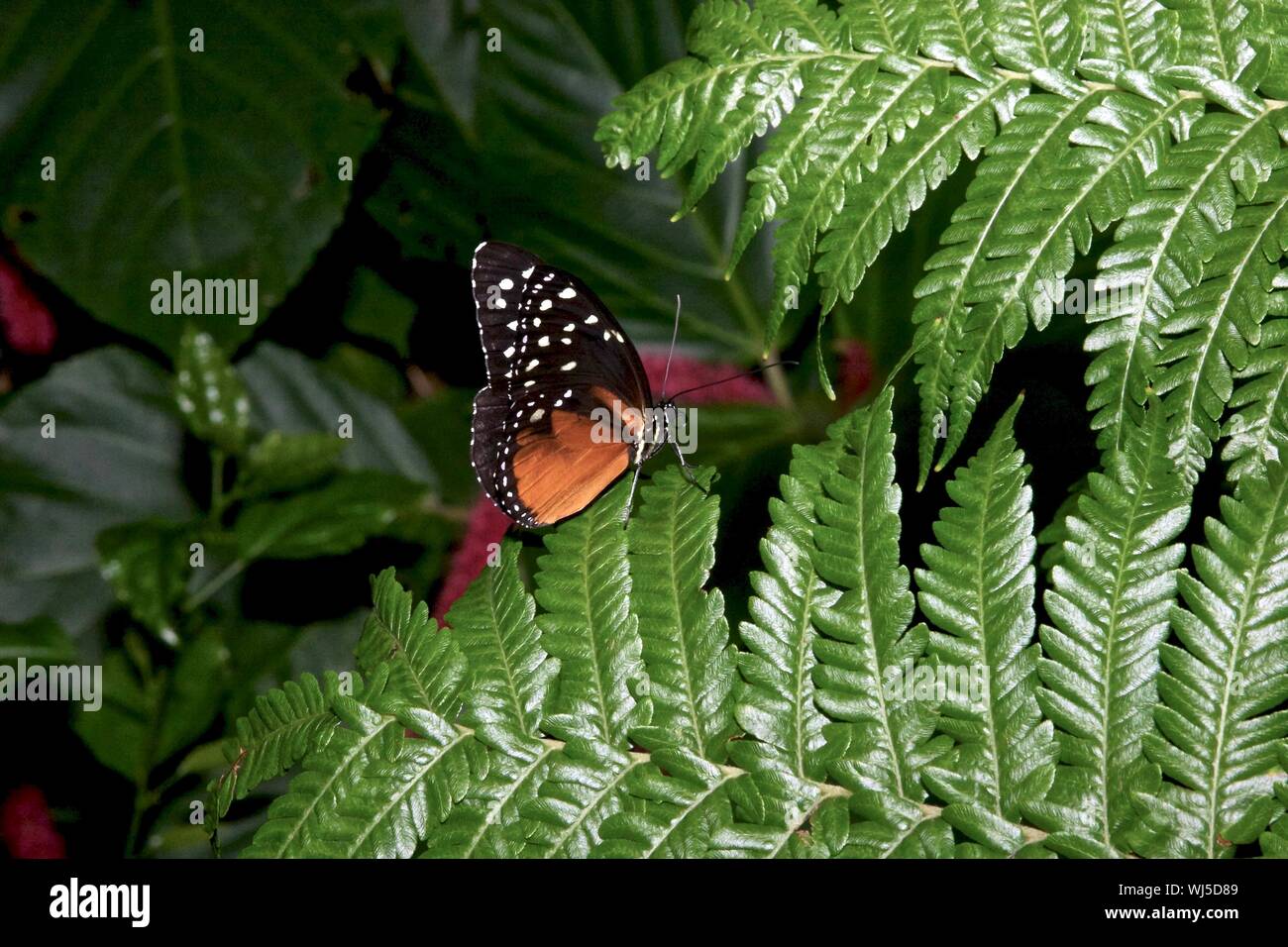 Butterfly fern hi-res stock photography and images - Alamy