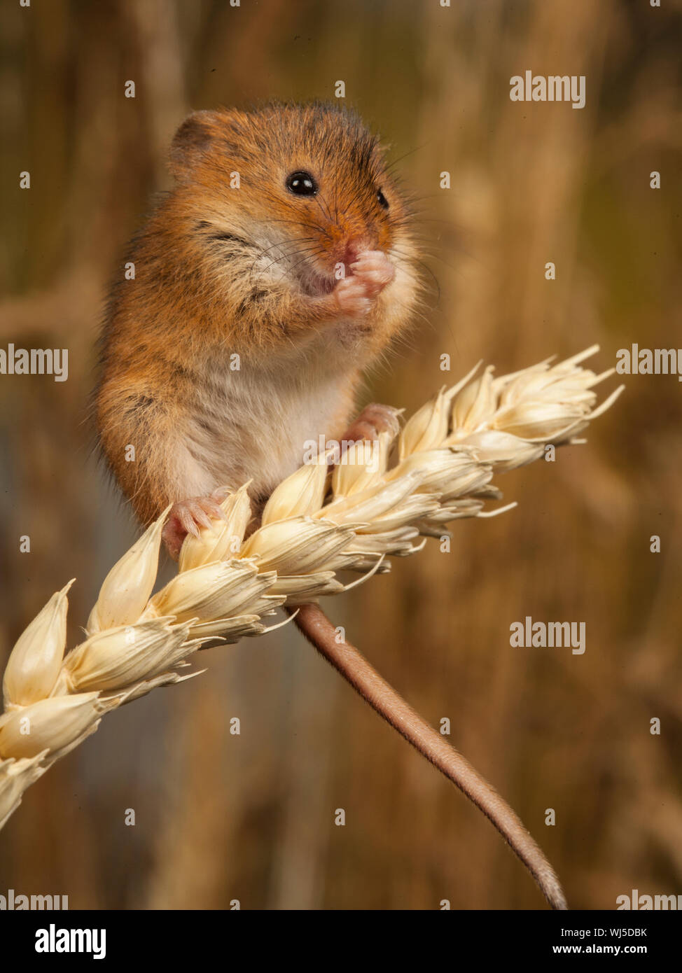 Focus on rat hi-res stock photography and images - Alamy