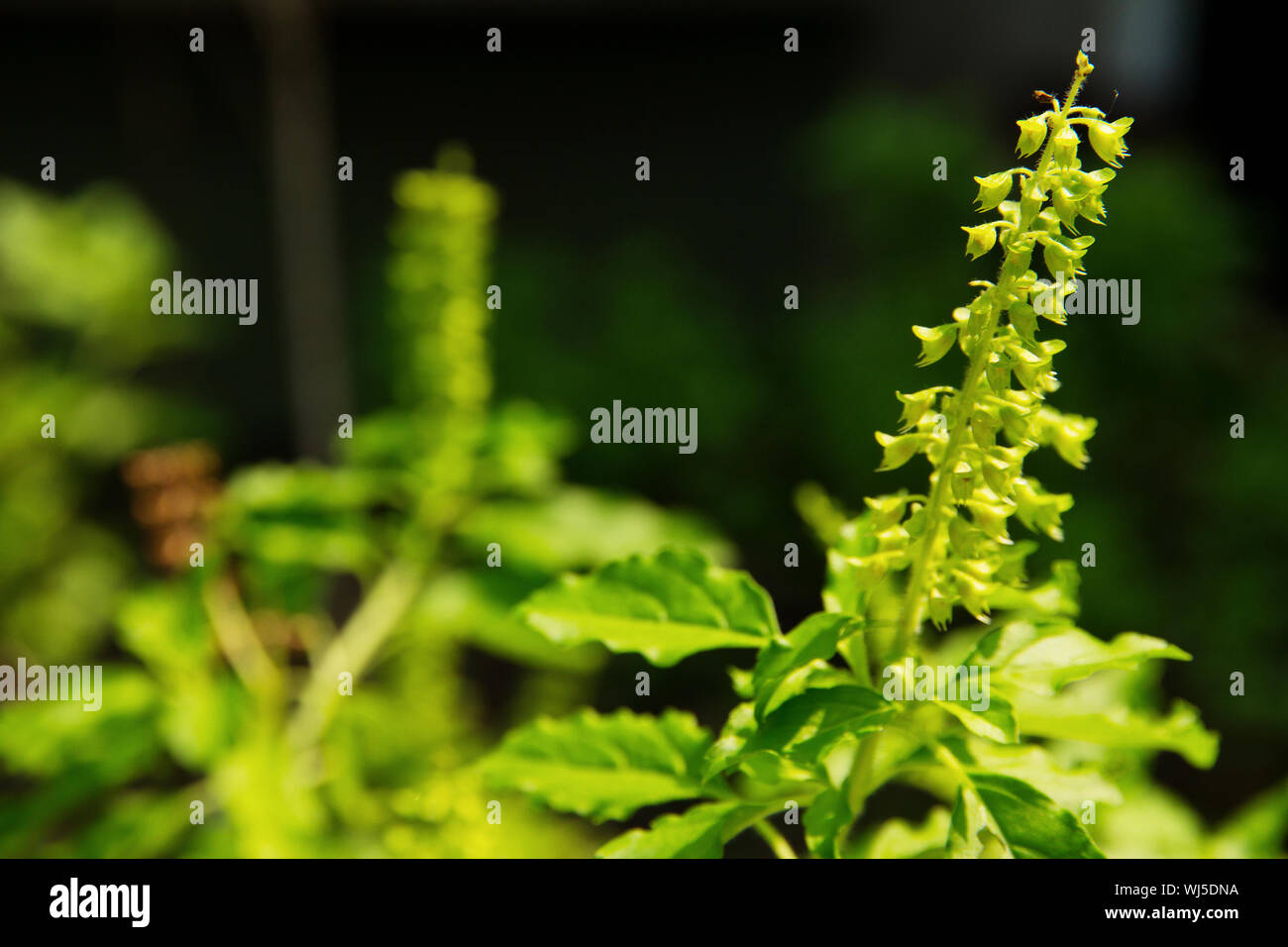 Tulsi flower hi-res stock photography and images - Alamy