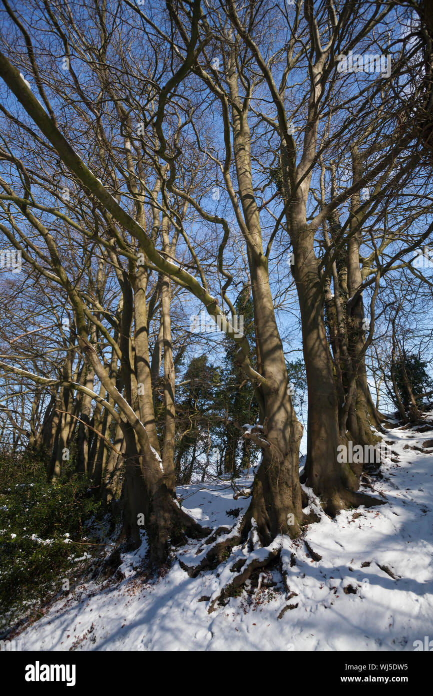 Beech tree snow hi-res stock photography and images - Alamy