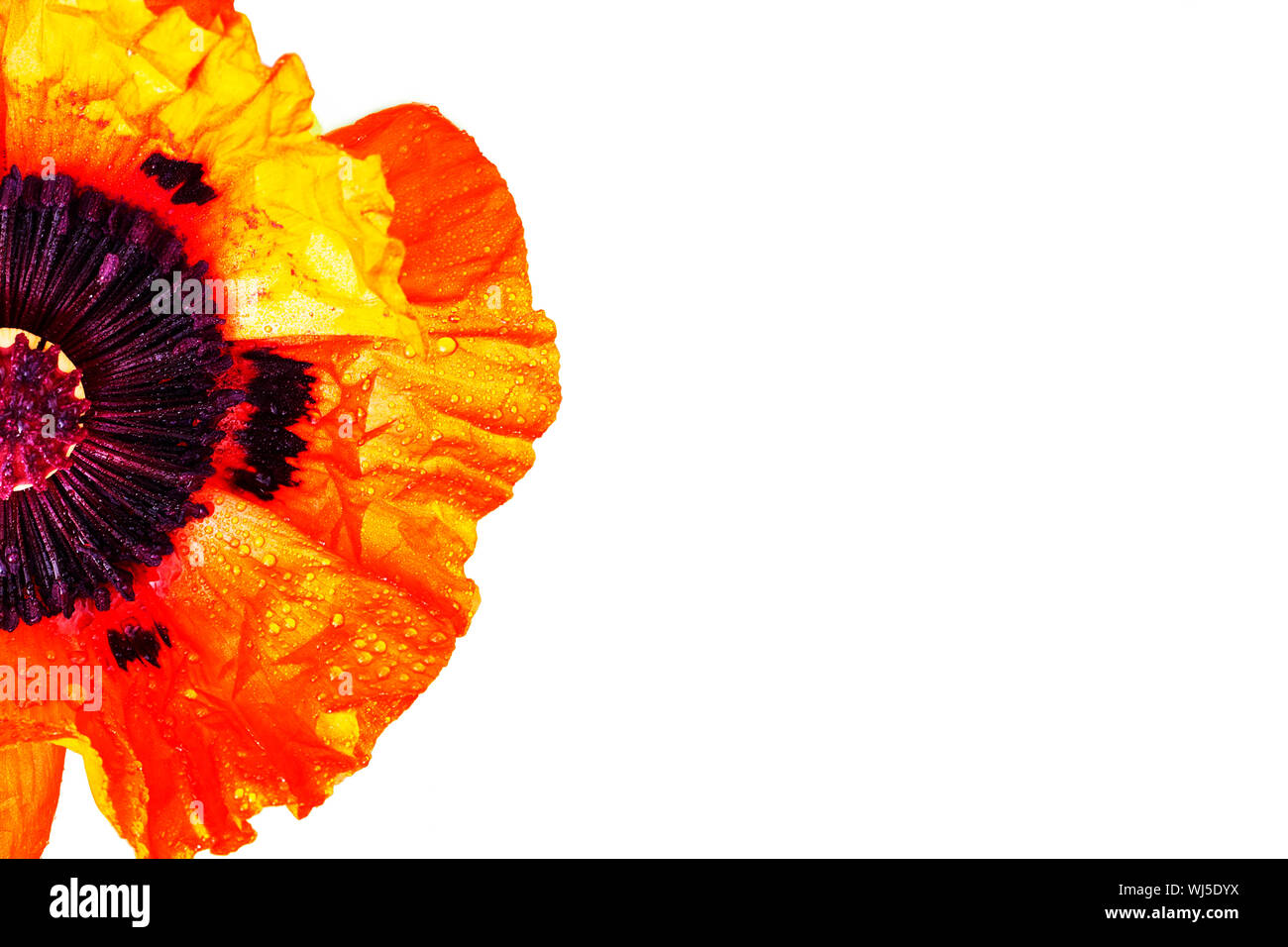 half poppy isolated on white Stock Photo - Alamy