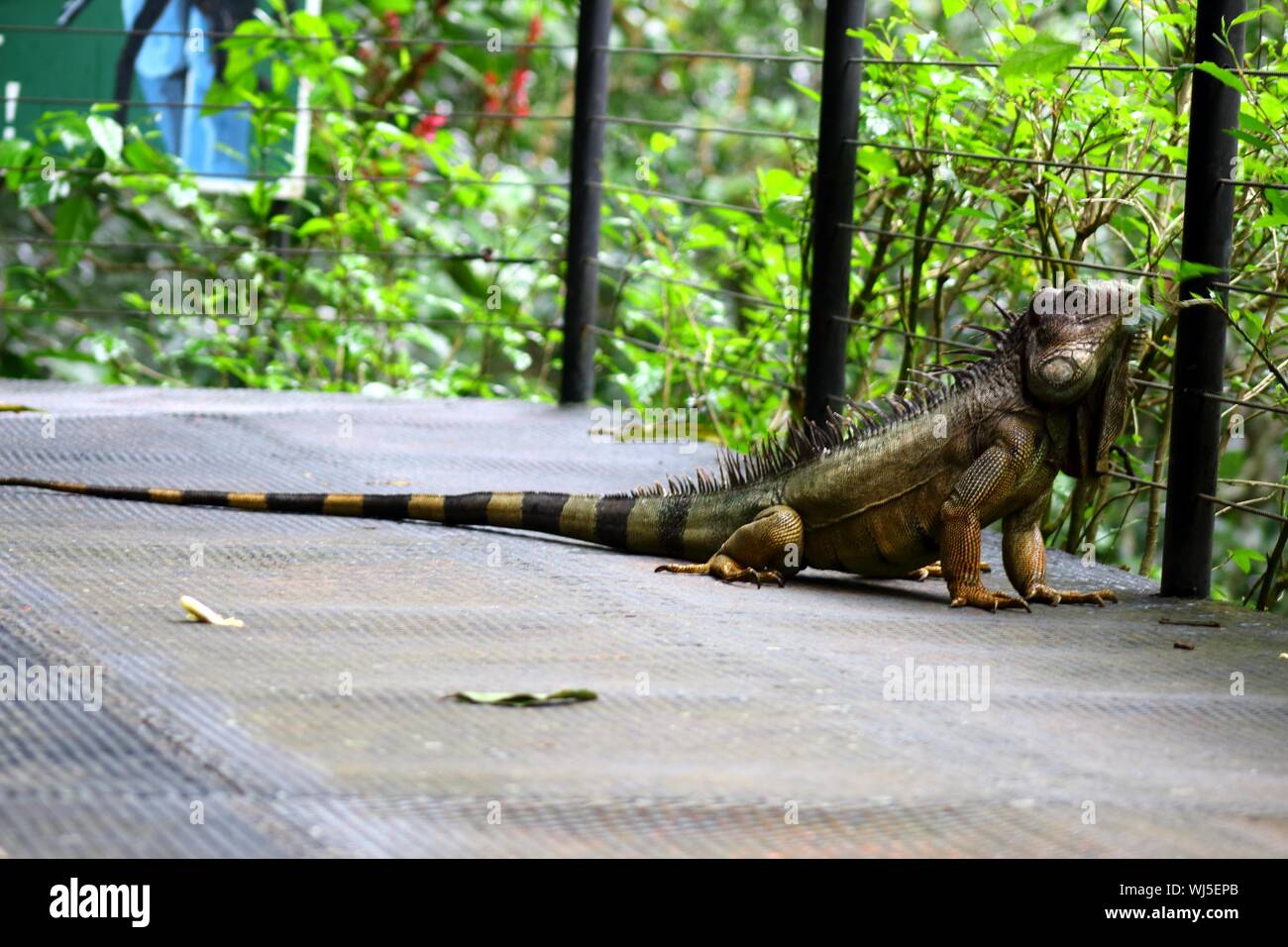 Crawling dragon hi-res stock photography and images - Alamy