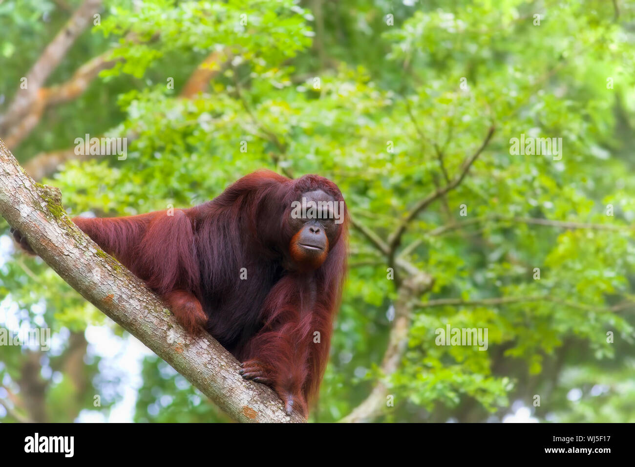 Orangutan in the jungle of Borneo, Malaysia Stock Photo - Alamy