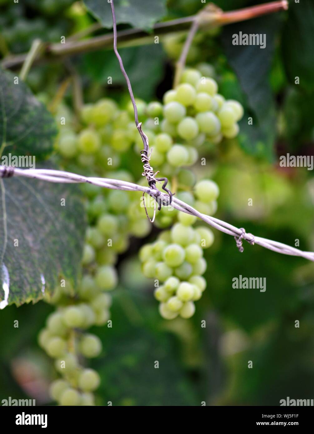 Ripe grape fruits hi-res stock photography and images - Alamy
