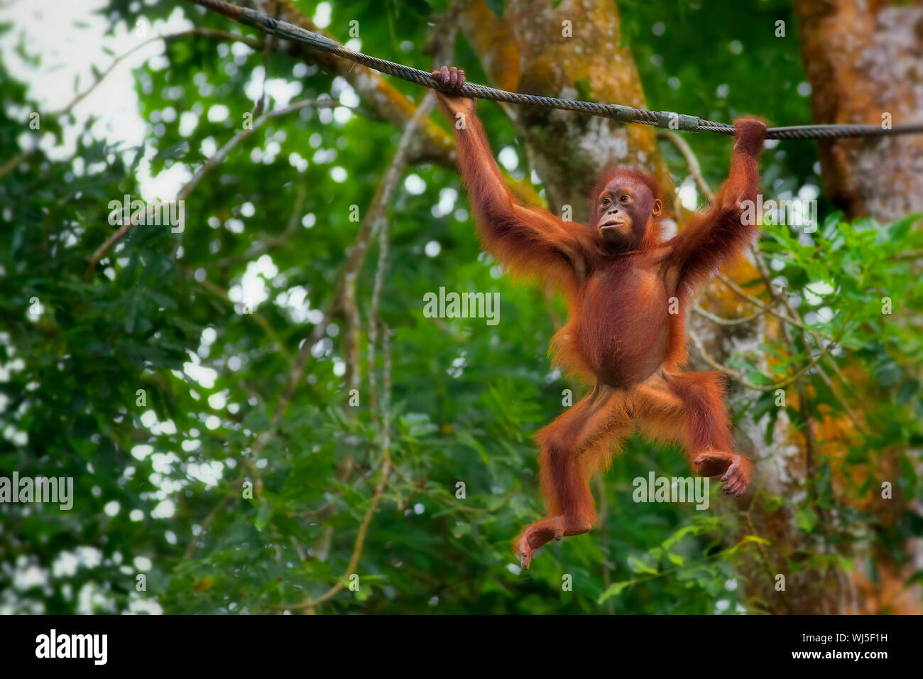 Orangutan in the jungle of Borneo, Malaysia Stock Photo - Alamy