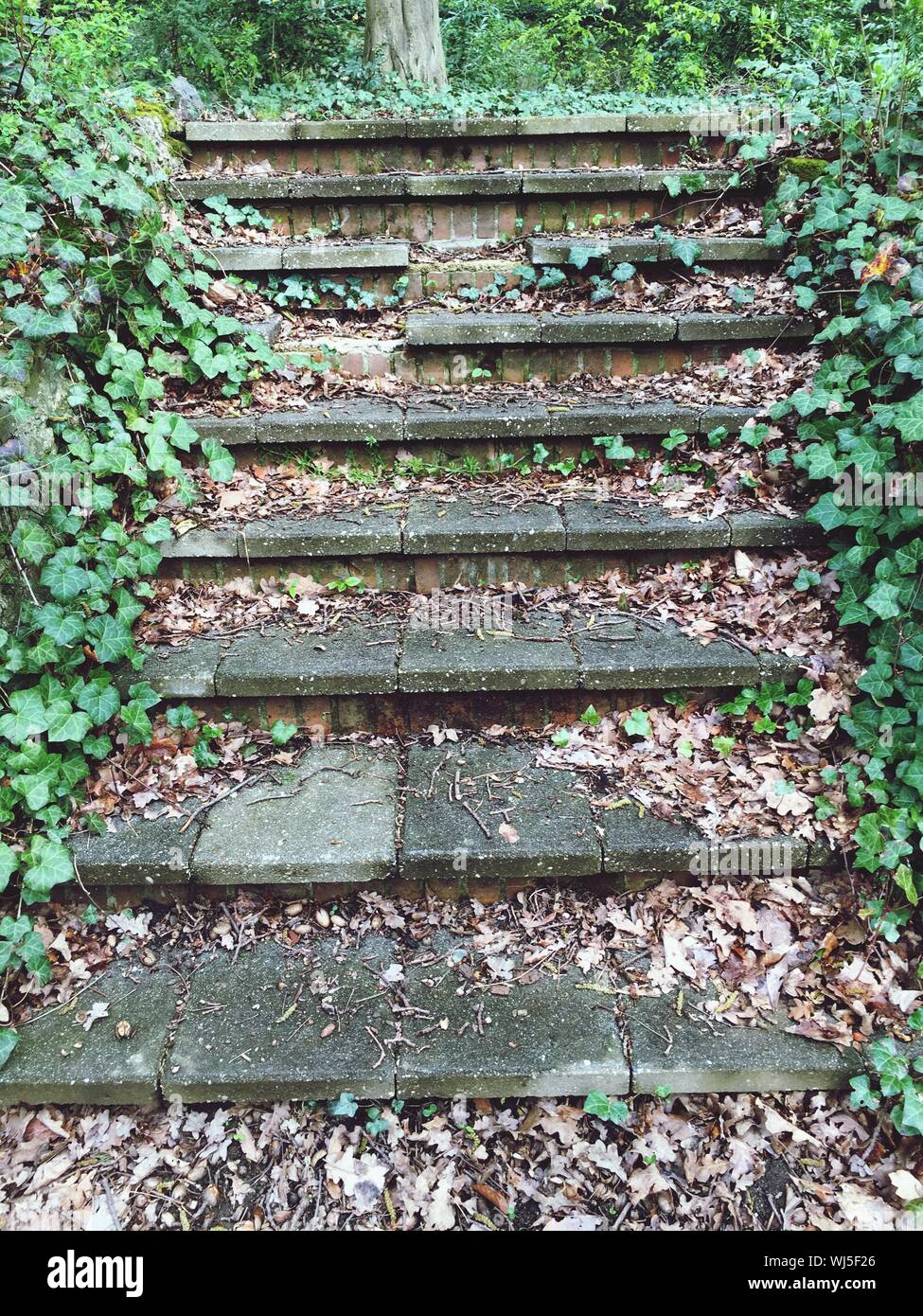 Weathered forest hi-res stock photography and images - Alamy