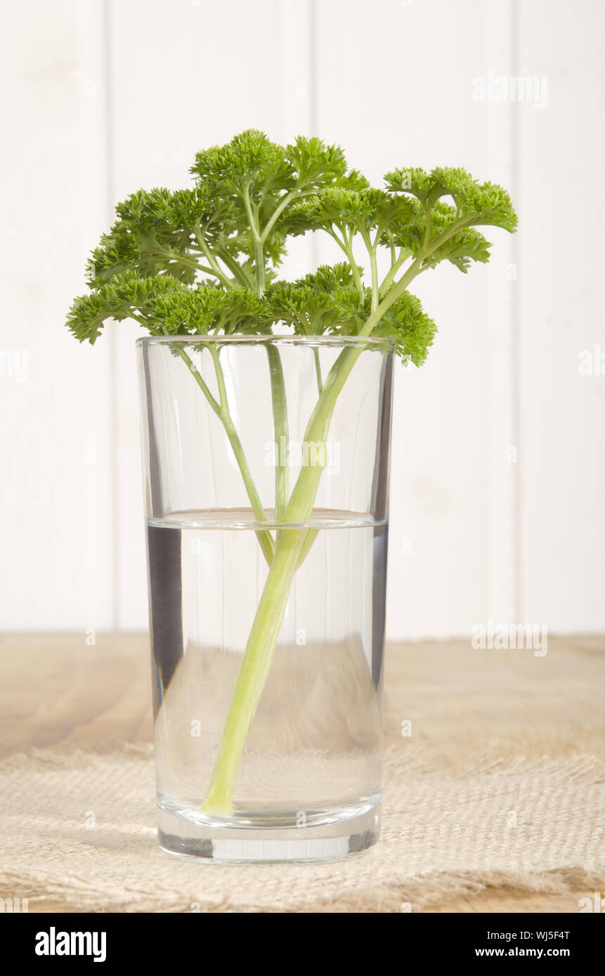 fresh cut parsley in a glass of water Stock Photo - Alamy