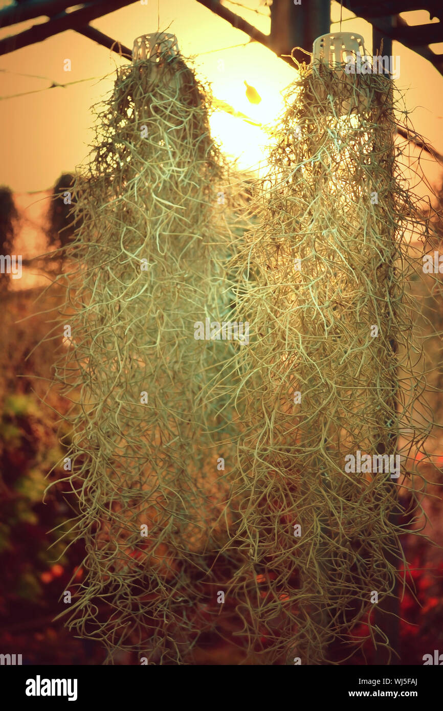 Spanish moss is hanging on sunset Stock Photo - Alamy