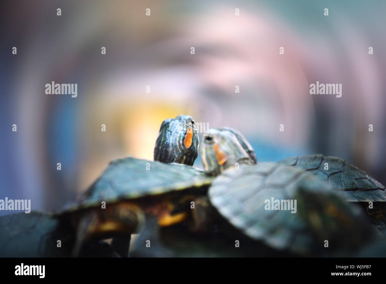 turtle couples. Two turtles kissing Stock Photo - Alamy