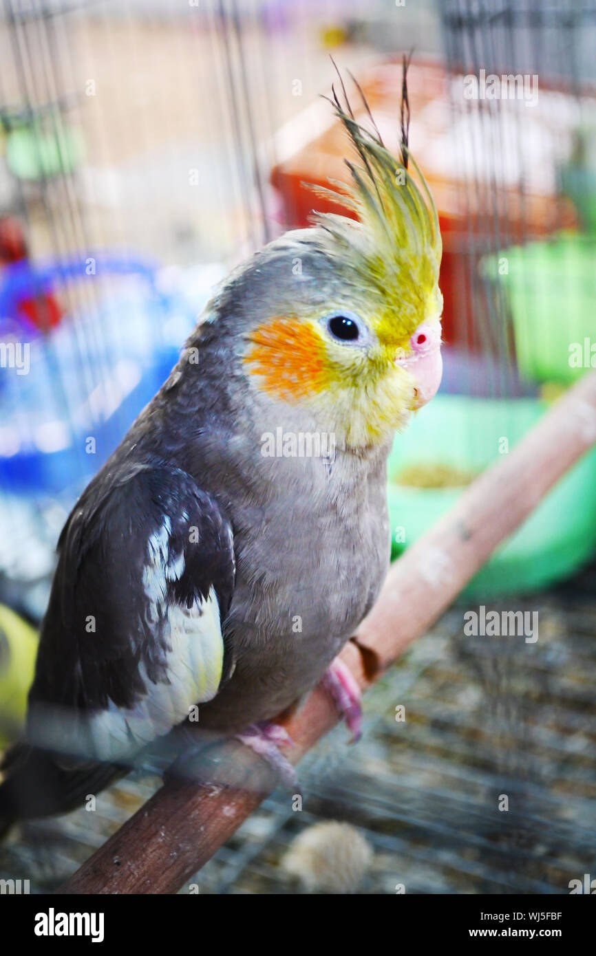 Parrot with a Cheeks and crest yellow Stock Photo - Alamy