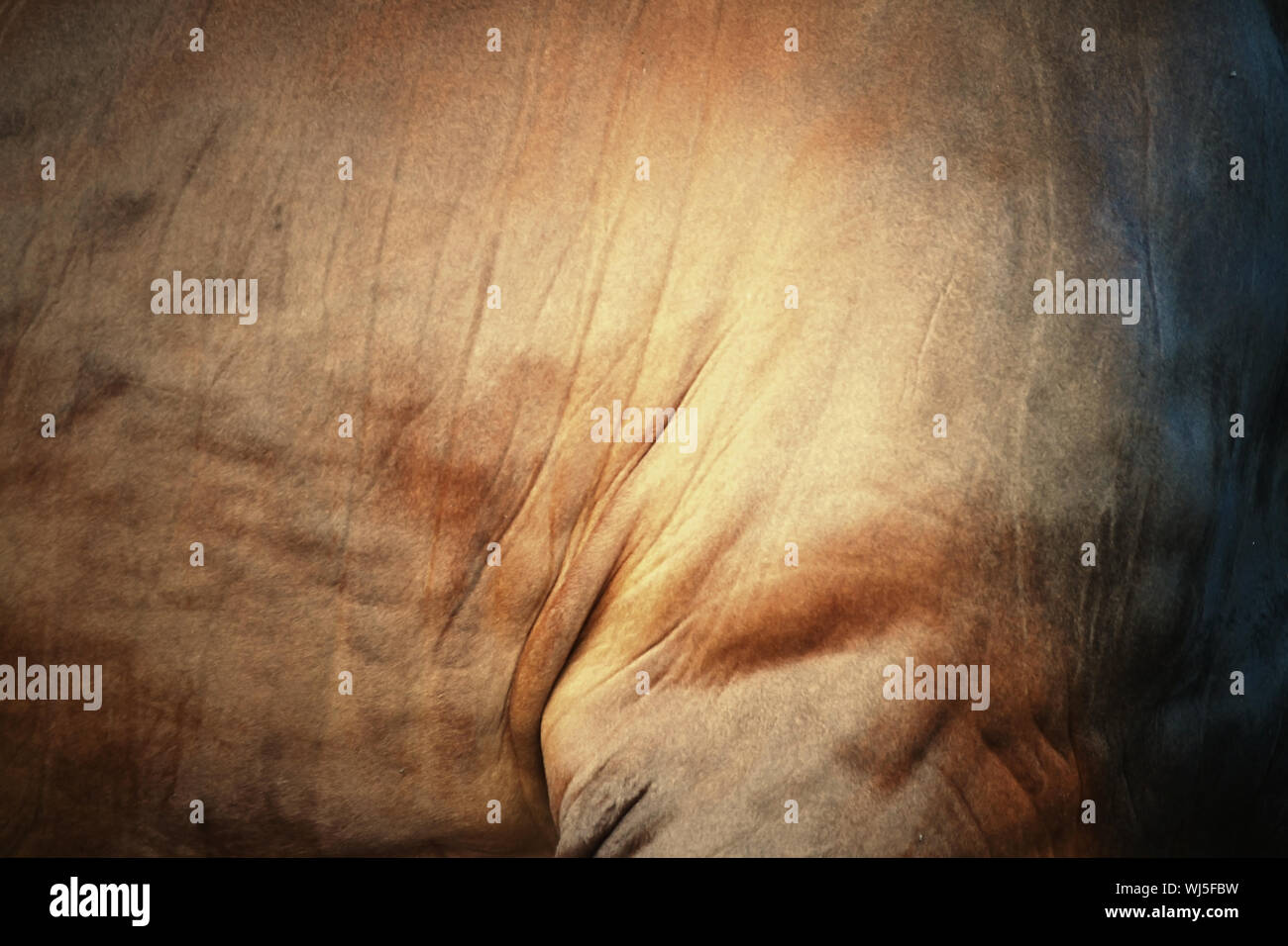 cow skin of brown ox for texture Stock Photo - Alamy