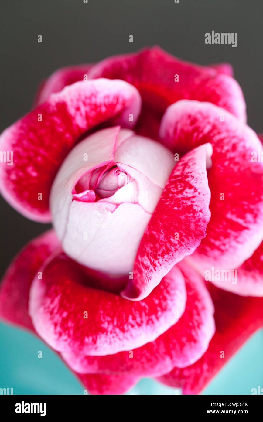 unusual beautiful red rose in a vase Stock Photo - Alamy