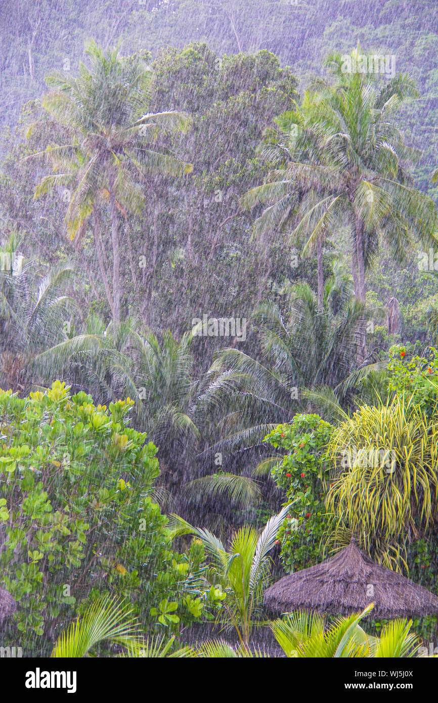Strong tropical rain in the Seychelles Stock Photo - Alamy