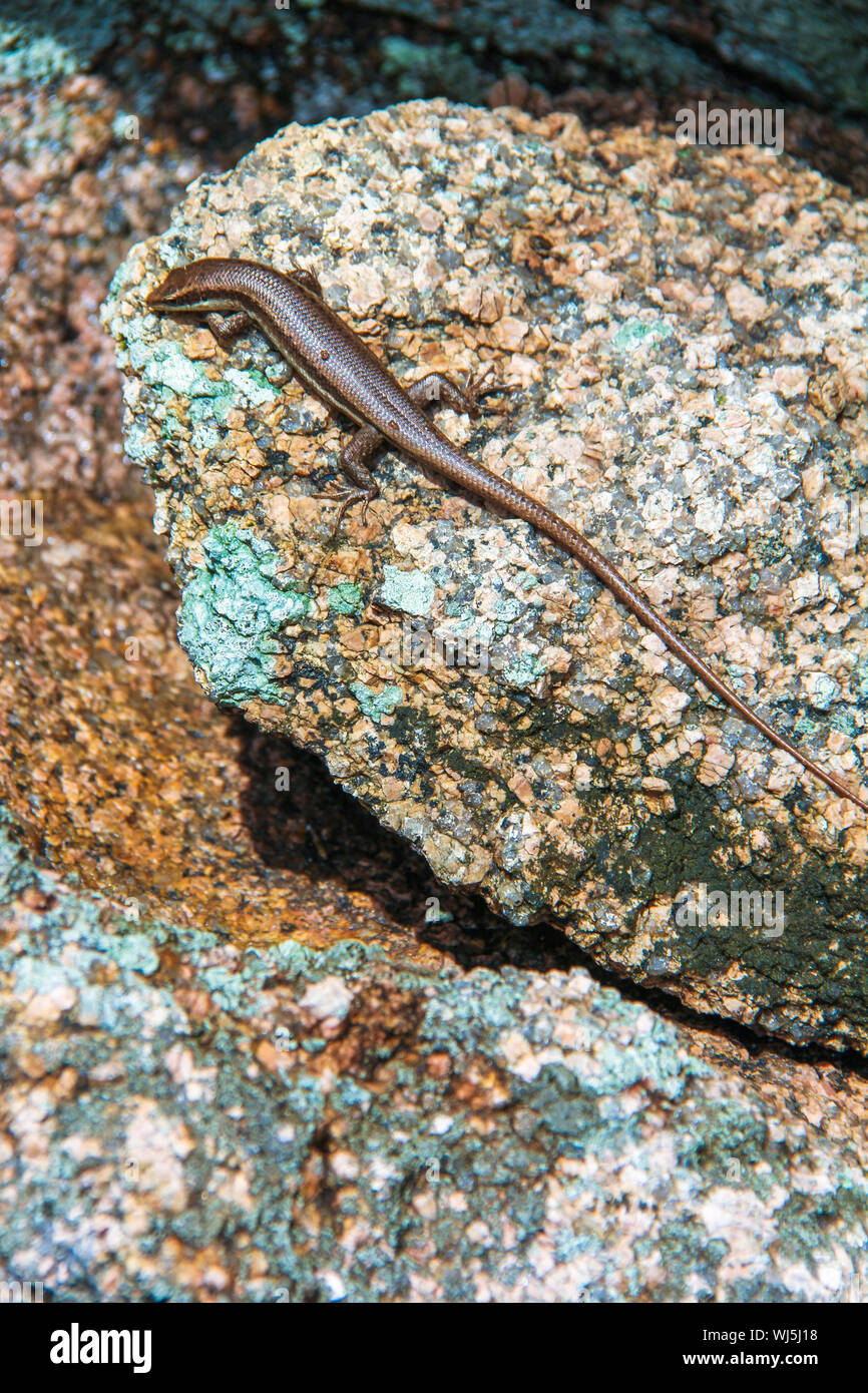Lizard on the smooth stones of the Seychelles Stock Photo - Alamy