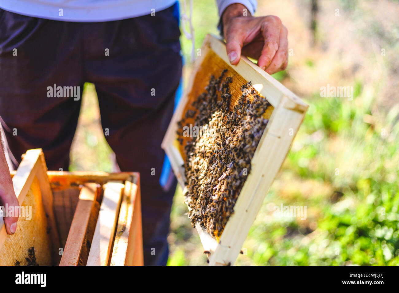 Bee hive farm hi-res stock photography and images - Alamy