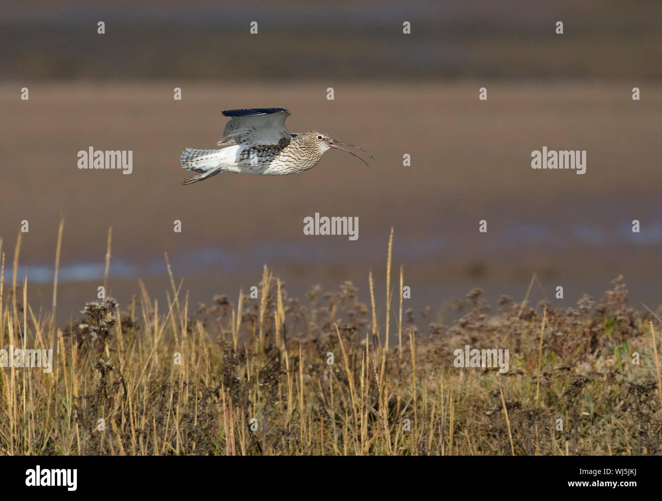 Curlews calling hi-res stock photography and images - Alamy
