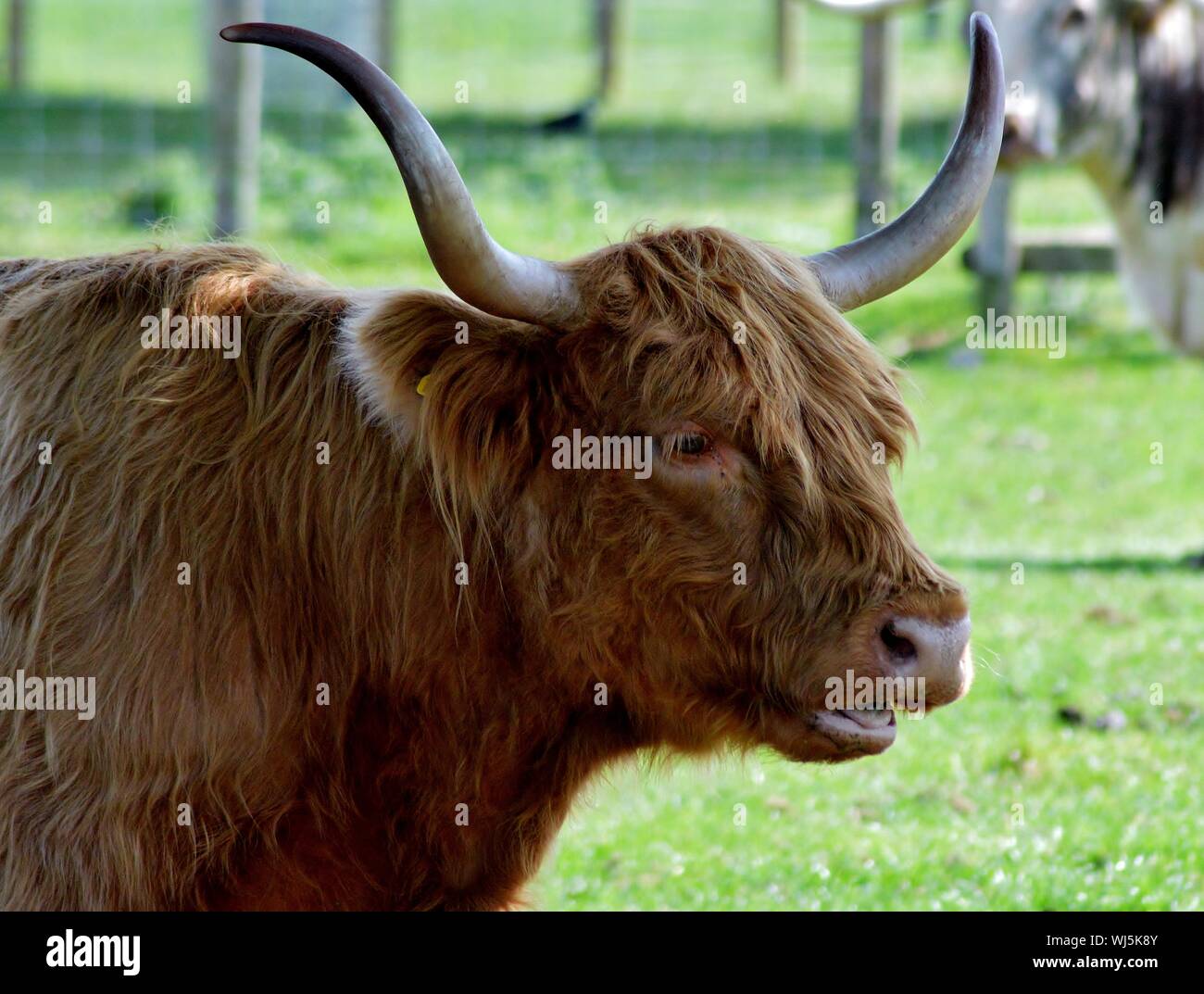 Side view of highland cow hi-res stock photography and images - Alamy