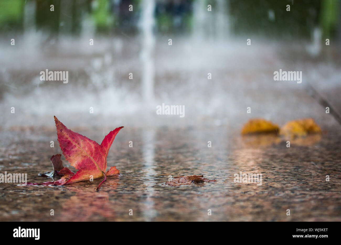 Autumn leaf at the fountain of a park Stock Photo - Alamy