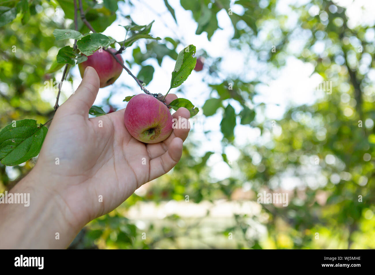 A man's hand grabbing an apple from a tree Stock Photo - Alamy